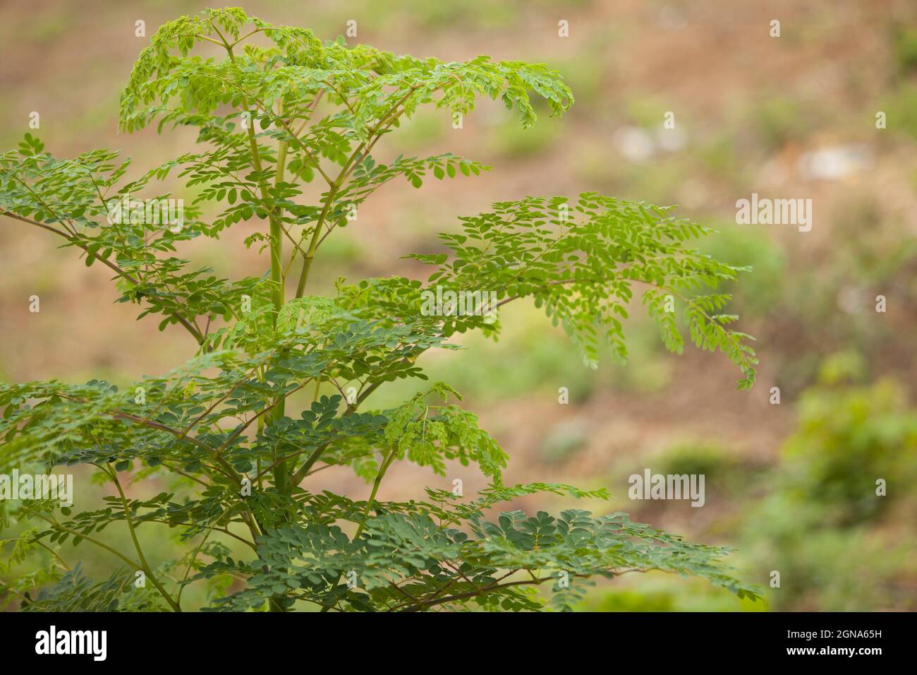 Close up Moringa leafs, trees, farm, nutrition, diet plantation farm ...