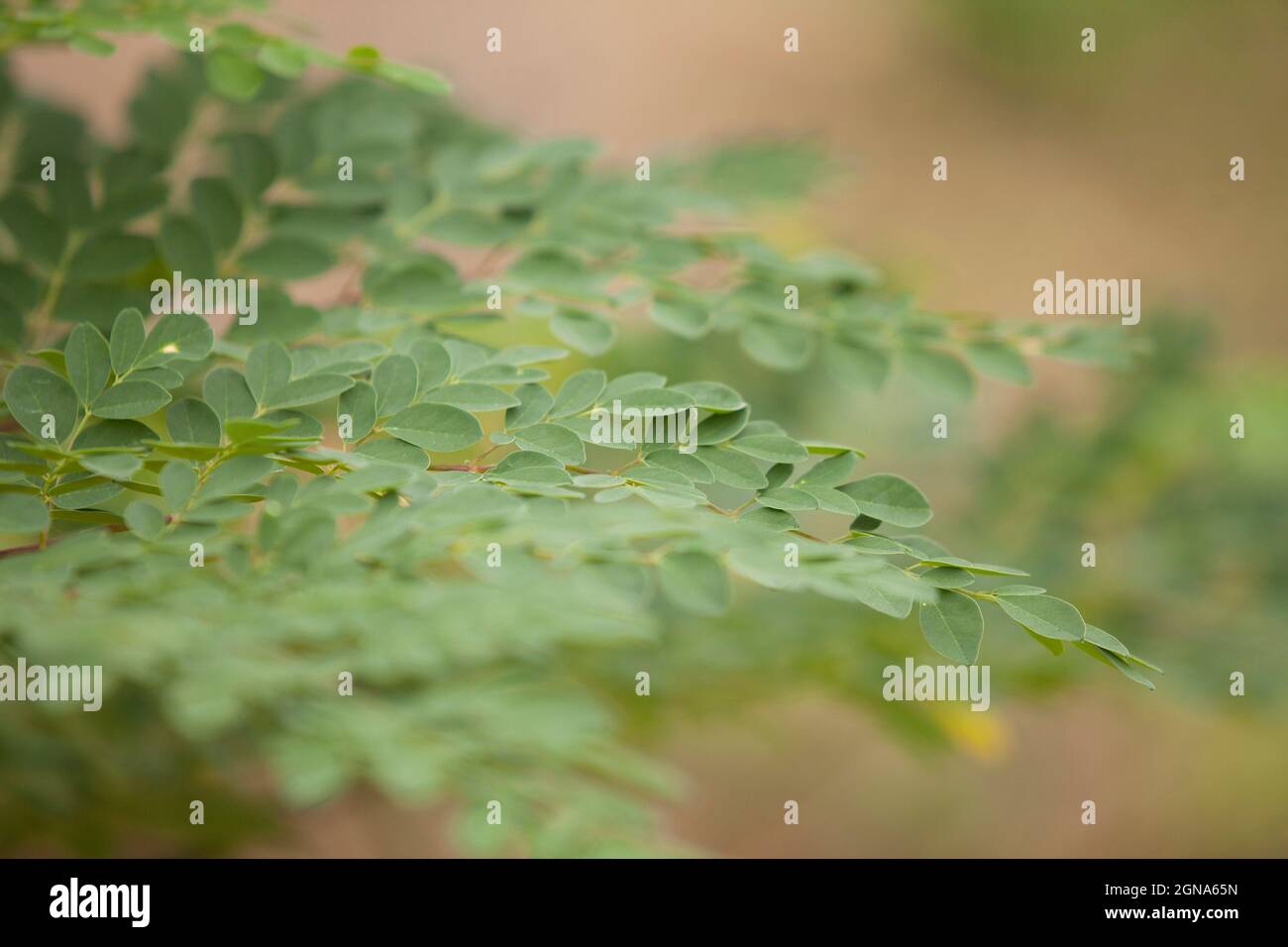 Moringa bush hi-res stock photography and images - Alamy