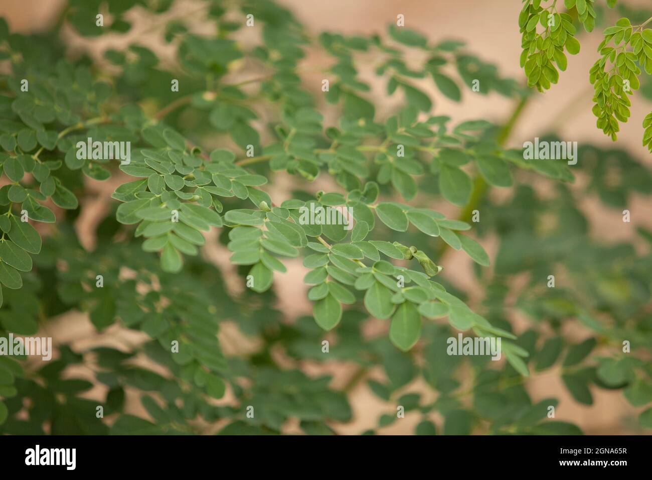 Moringa bush hi-res stock photography and images - Alamy