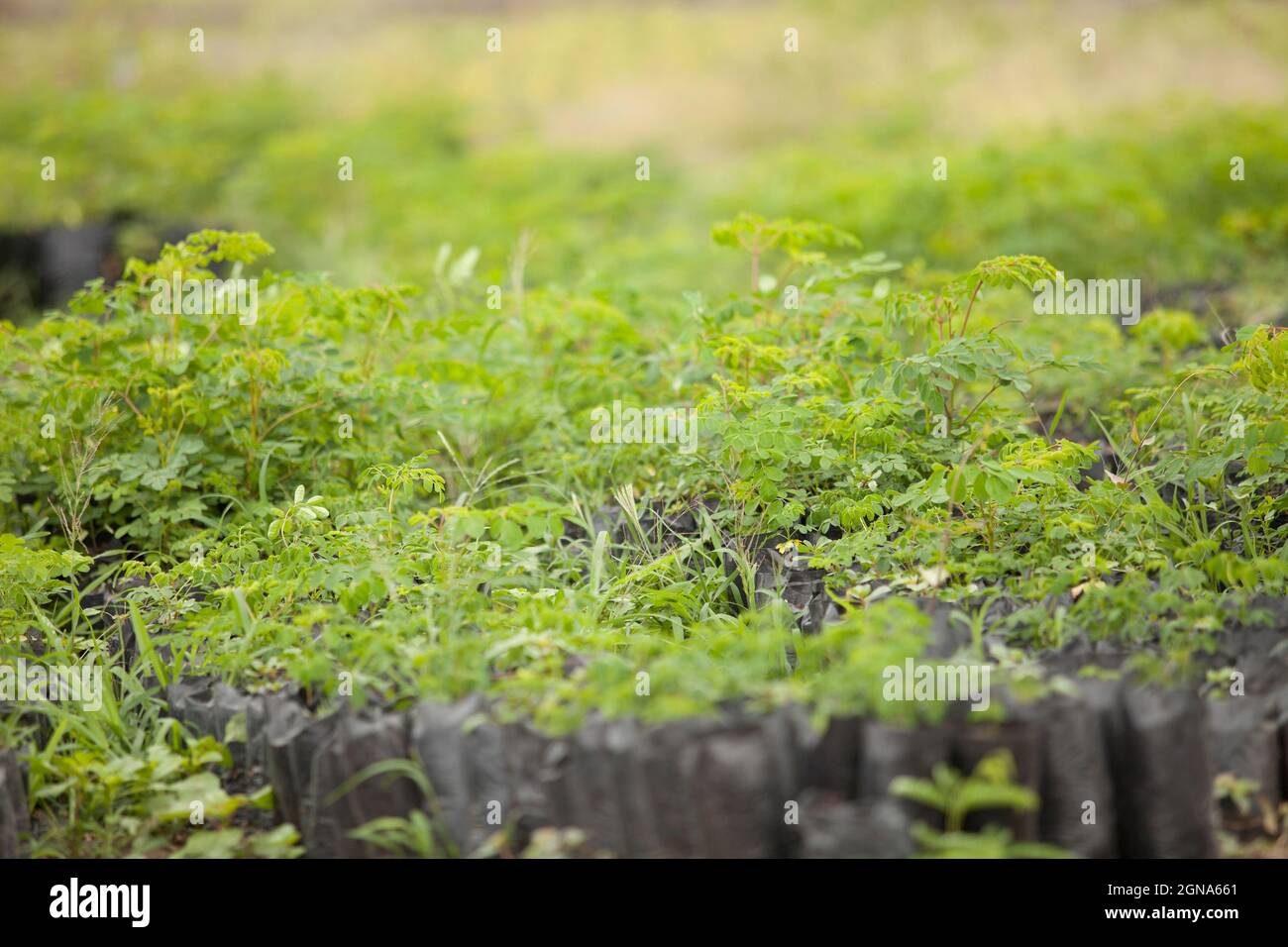 Moringa plantation hi-res stock photography and images - Alamy
