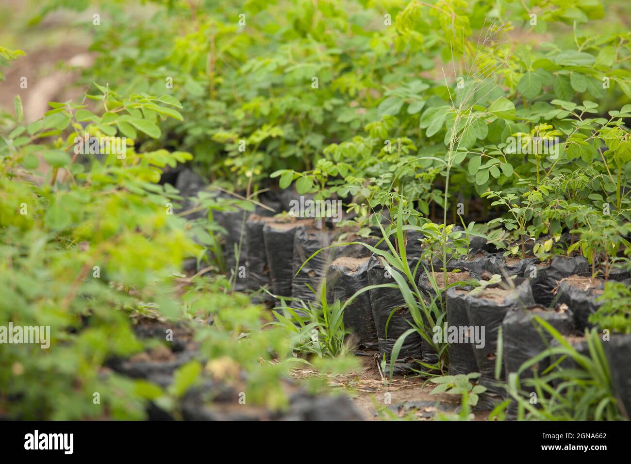 Moringa plantation hi-res stock photography and images - Alamy