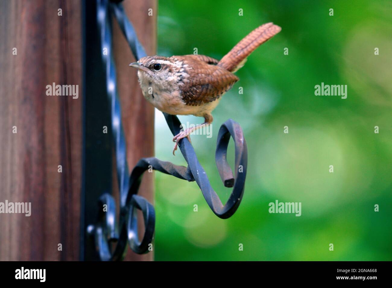Carolina Wren Thryothorus ludovicianus on tree branch Stock Photo - Alamy