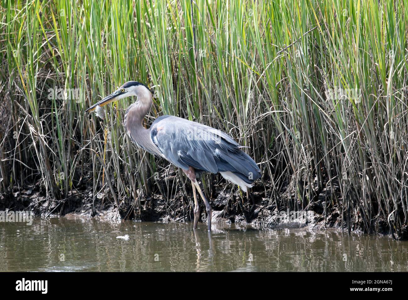 Great Blue Heron eating small fish in swamp Stock Photo - Alamy