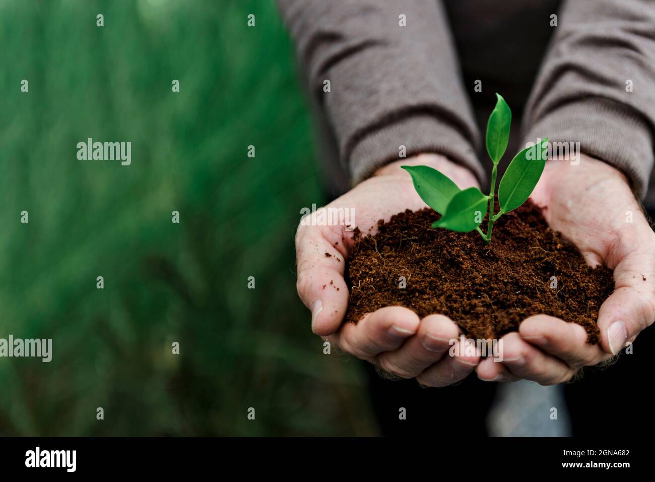 Hand holding young plant for environment day Stock Photo - Alamy