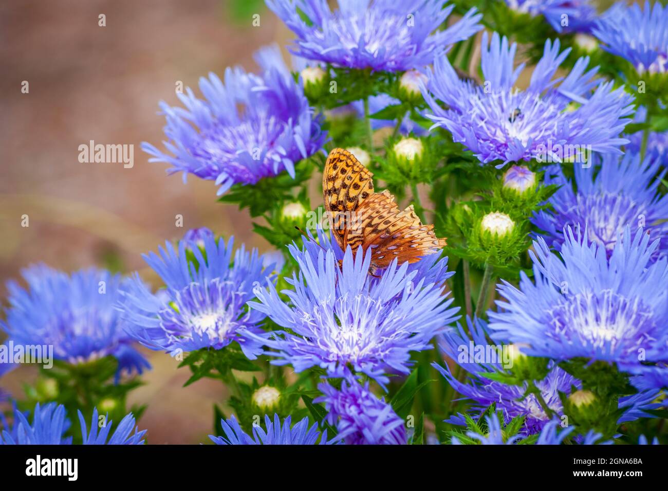 Stokes Aster (Stokesia laevis) - compact perennial with violet-blue ...