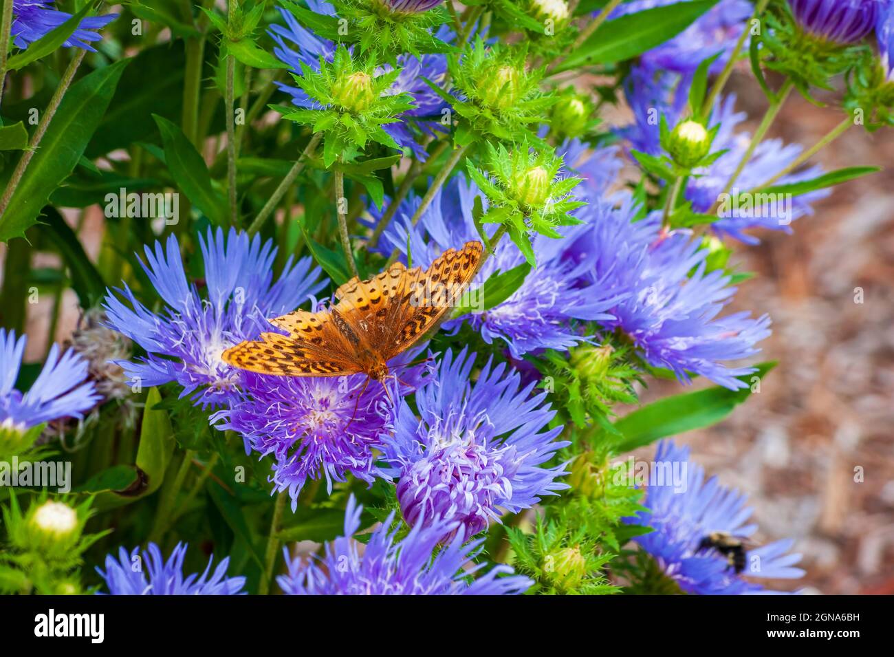 Stokes Aster (Stokesia laevis) - compact perennial with violet-blue ...