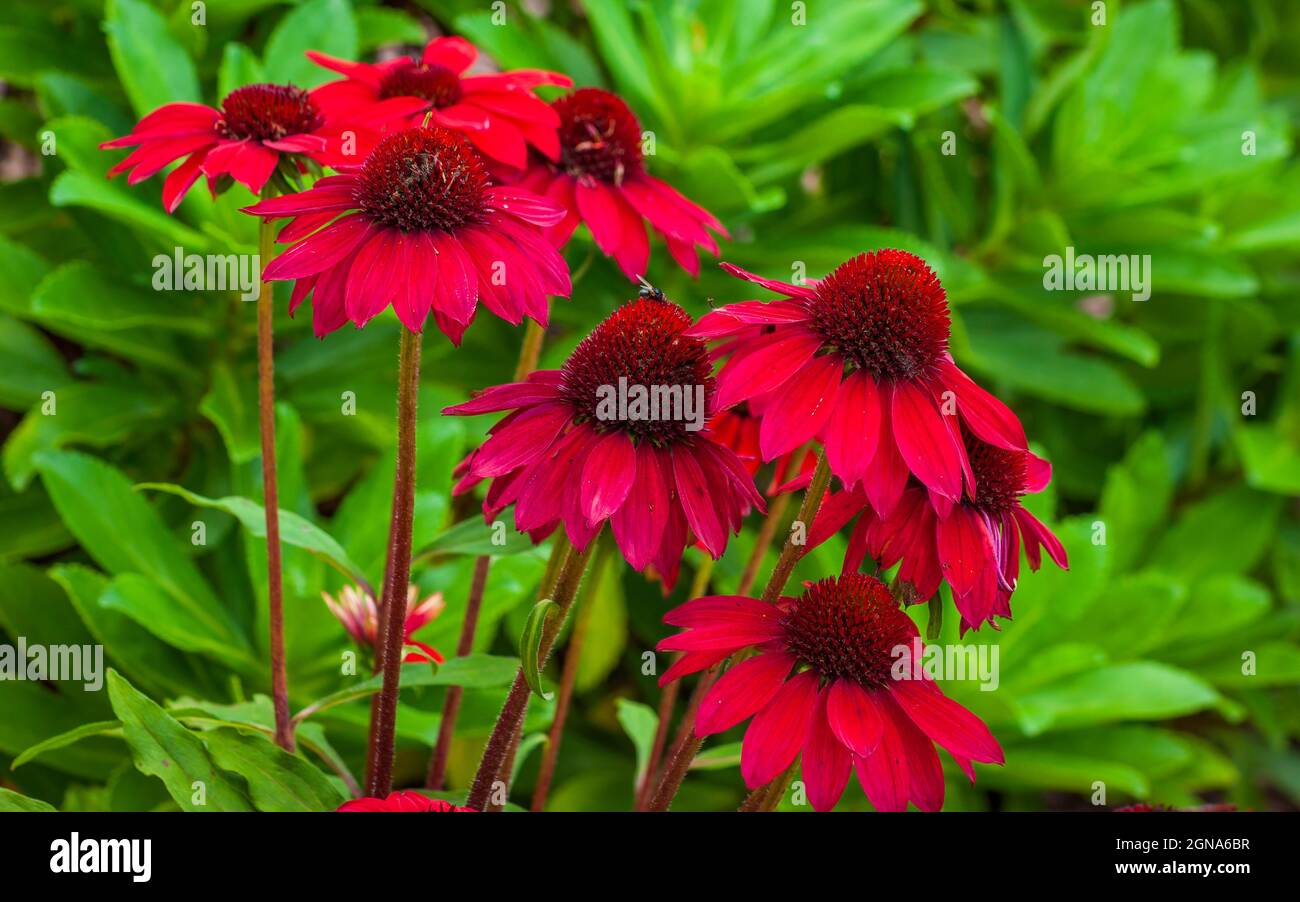 Coneflower 'Lakota Fire' (Echinacea) - red daisy-like flowers with dark ...