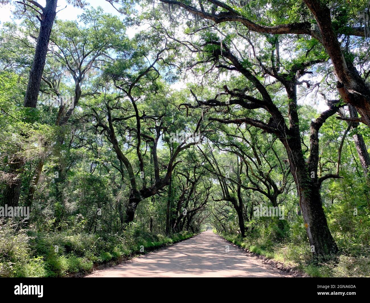 Straight forest path lined hi-res stock photography and images - Alamy