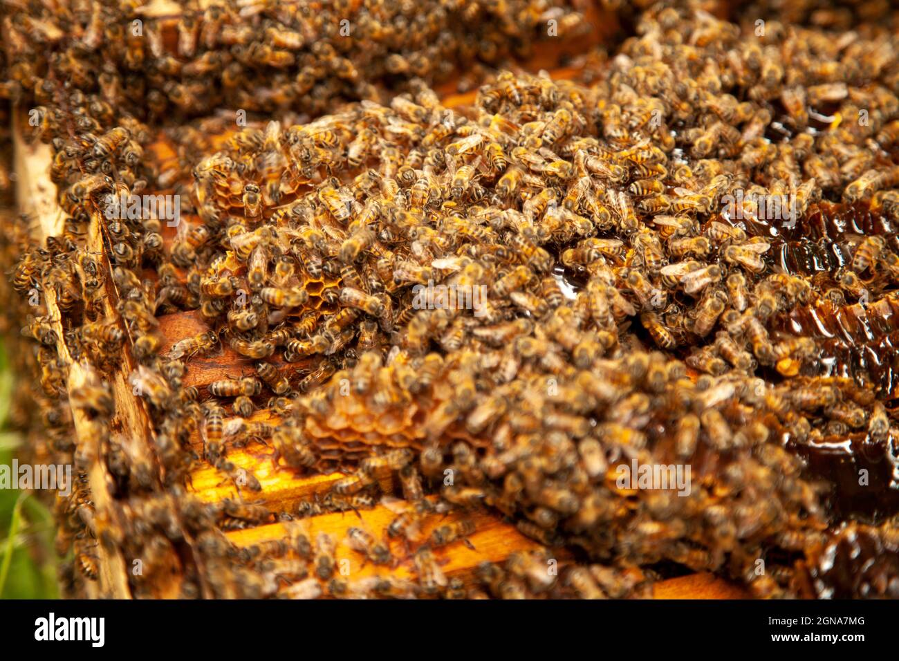 close up of bee farm keepers honey comb bees hive colony Stock Photo ...