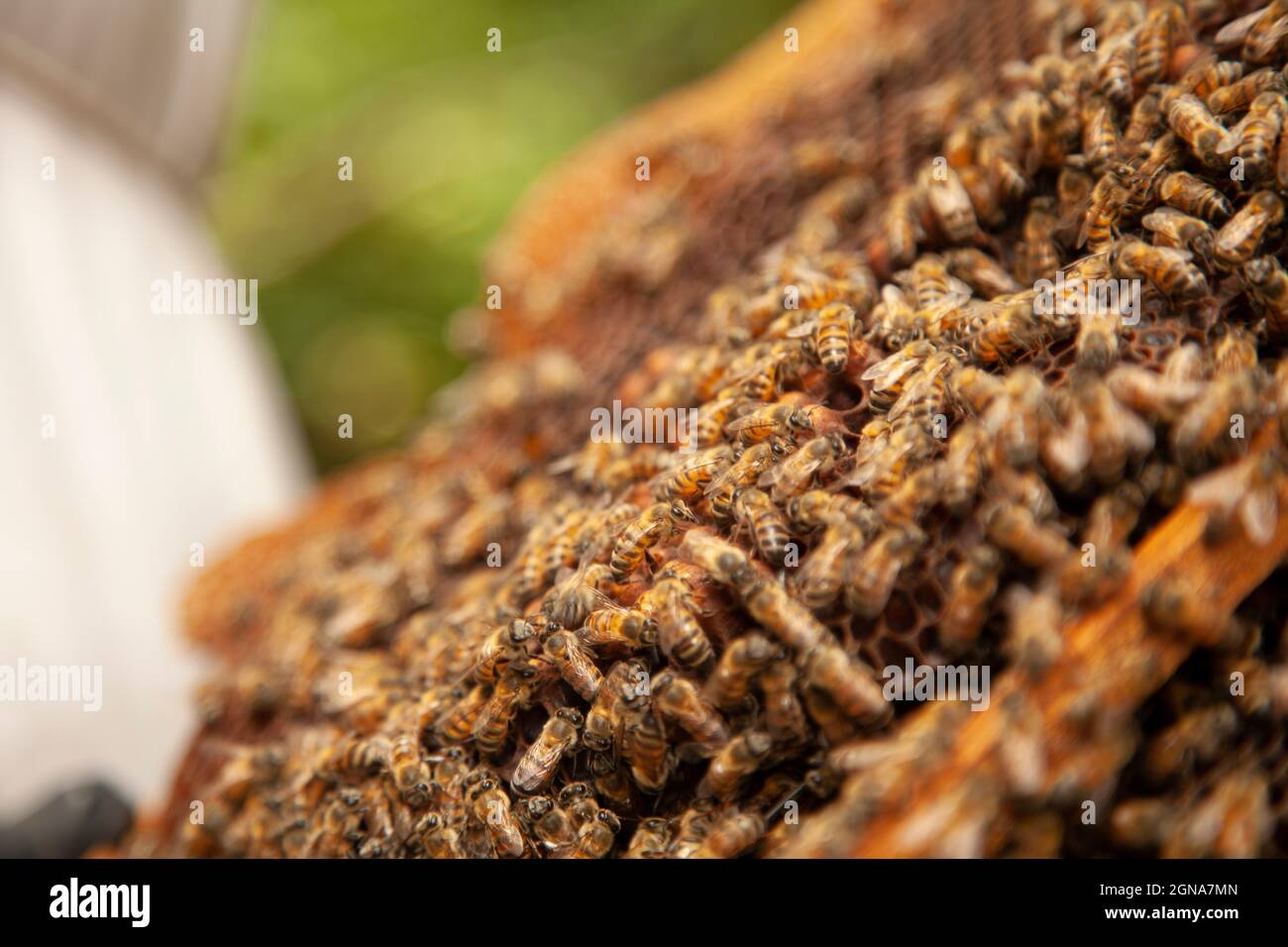 Bee handler hi-res stock photography and images - Alamy