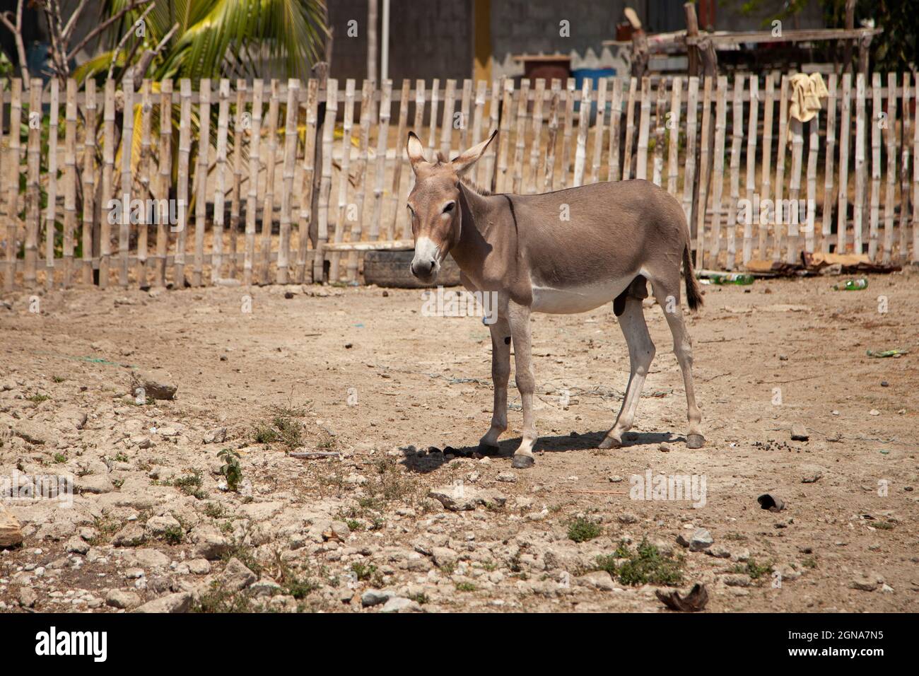 young Donkey staring at the camera, poor town, third world, dry, sunny ...