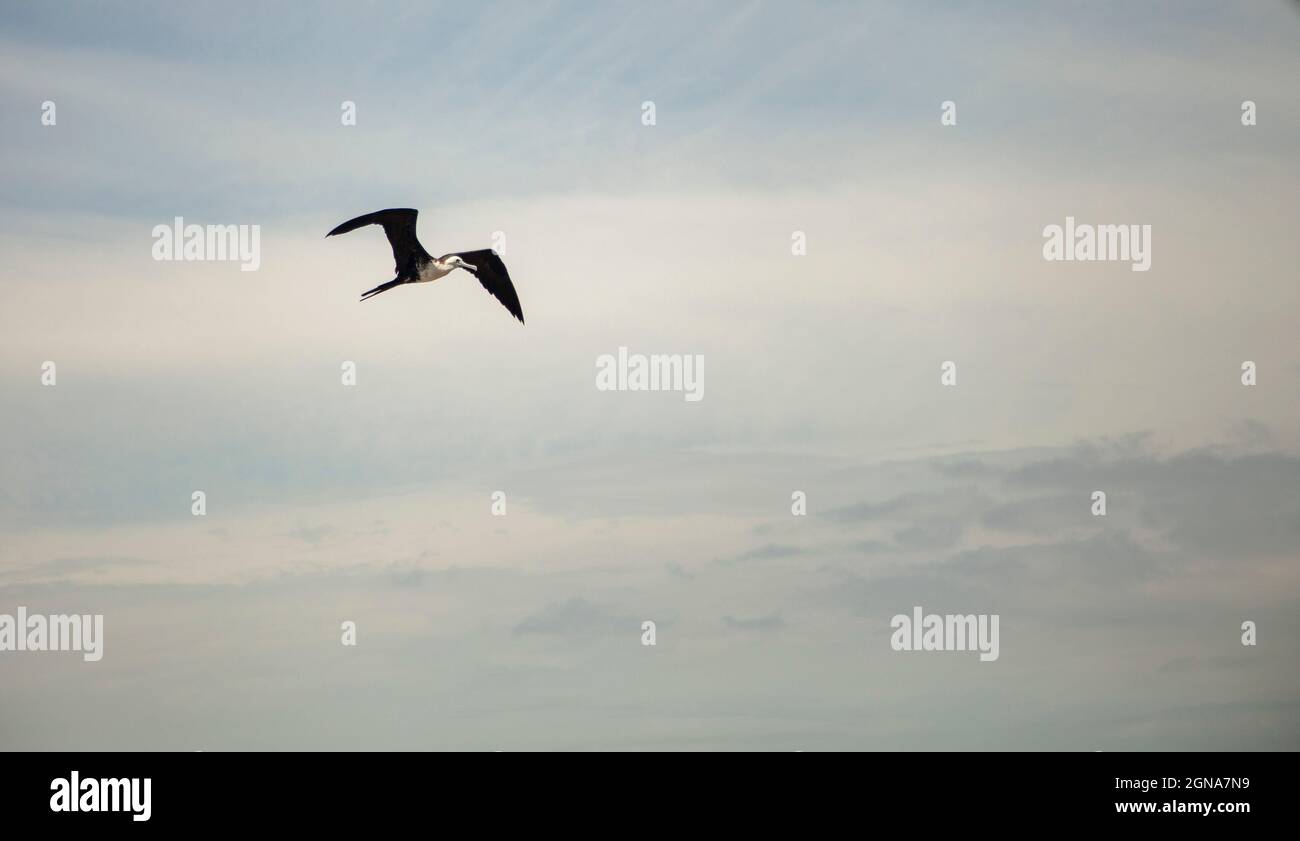 Long shot of flying bird with clouds in the background, seagull Stock ...