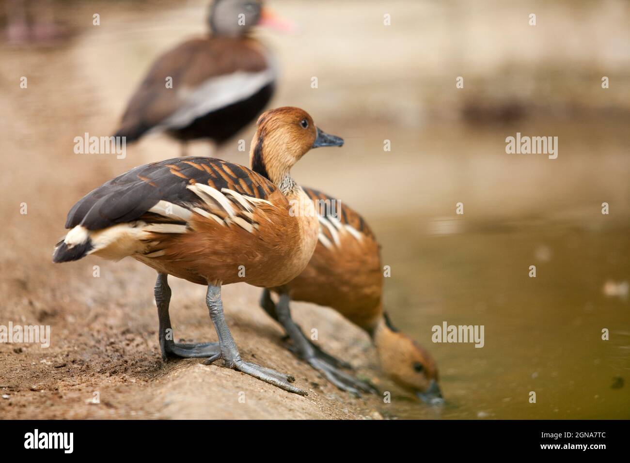close up of baby brown ducks drinking water from a pond telephoto Stock ...