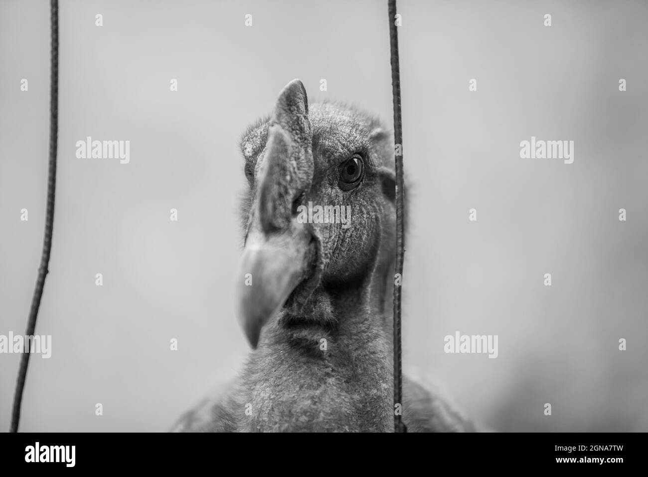 close up Portrait of ecuadorian andean Condor on the ground Stock Photo ...