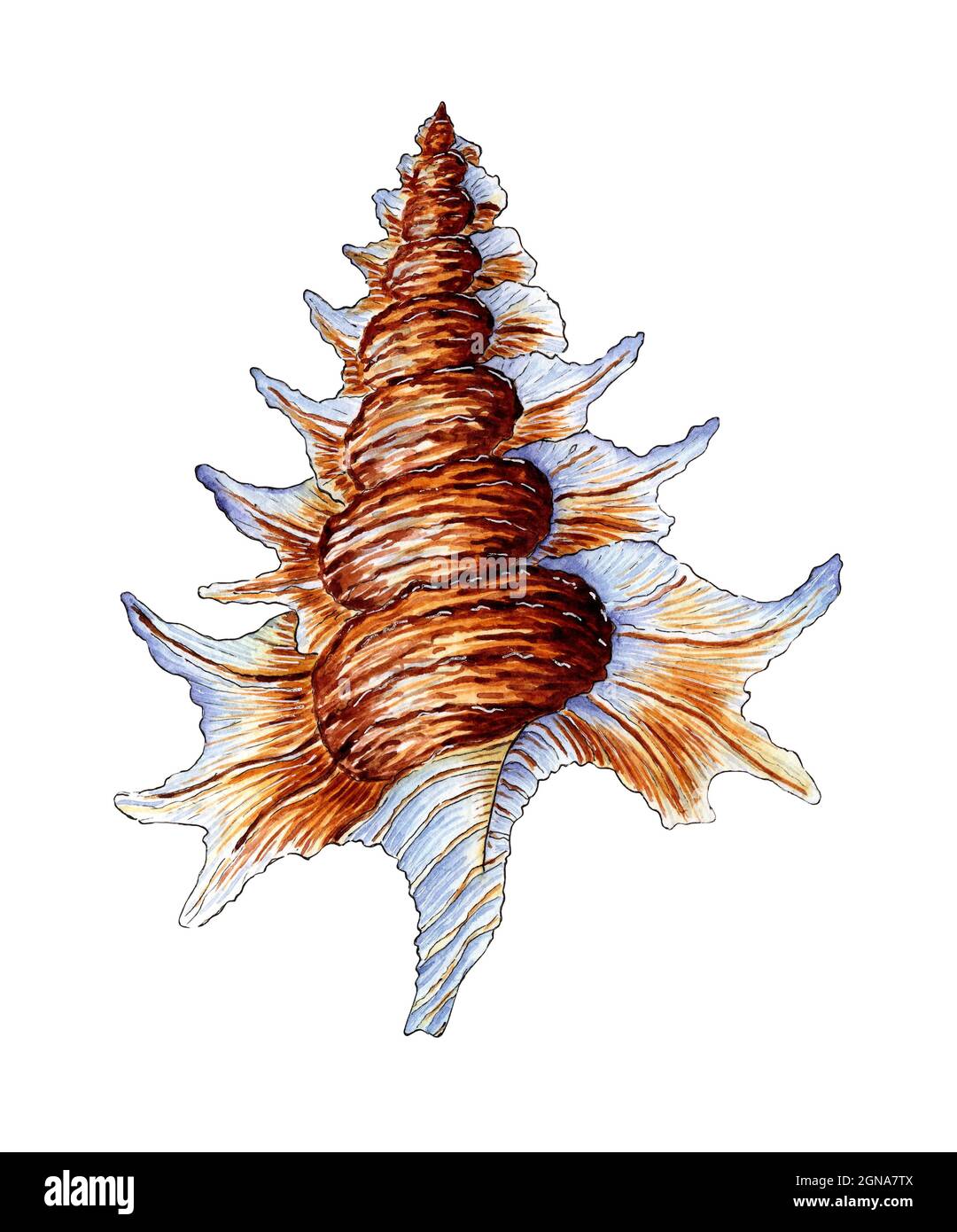 Watercolor illustration of a large beige blue seashell with beautiful ...