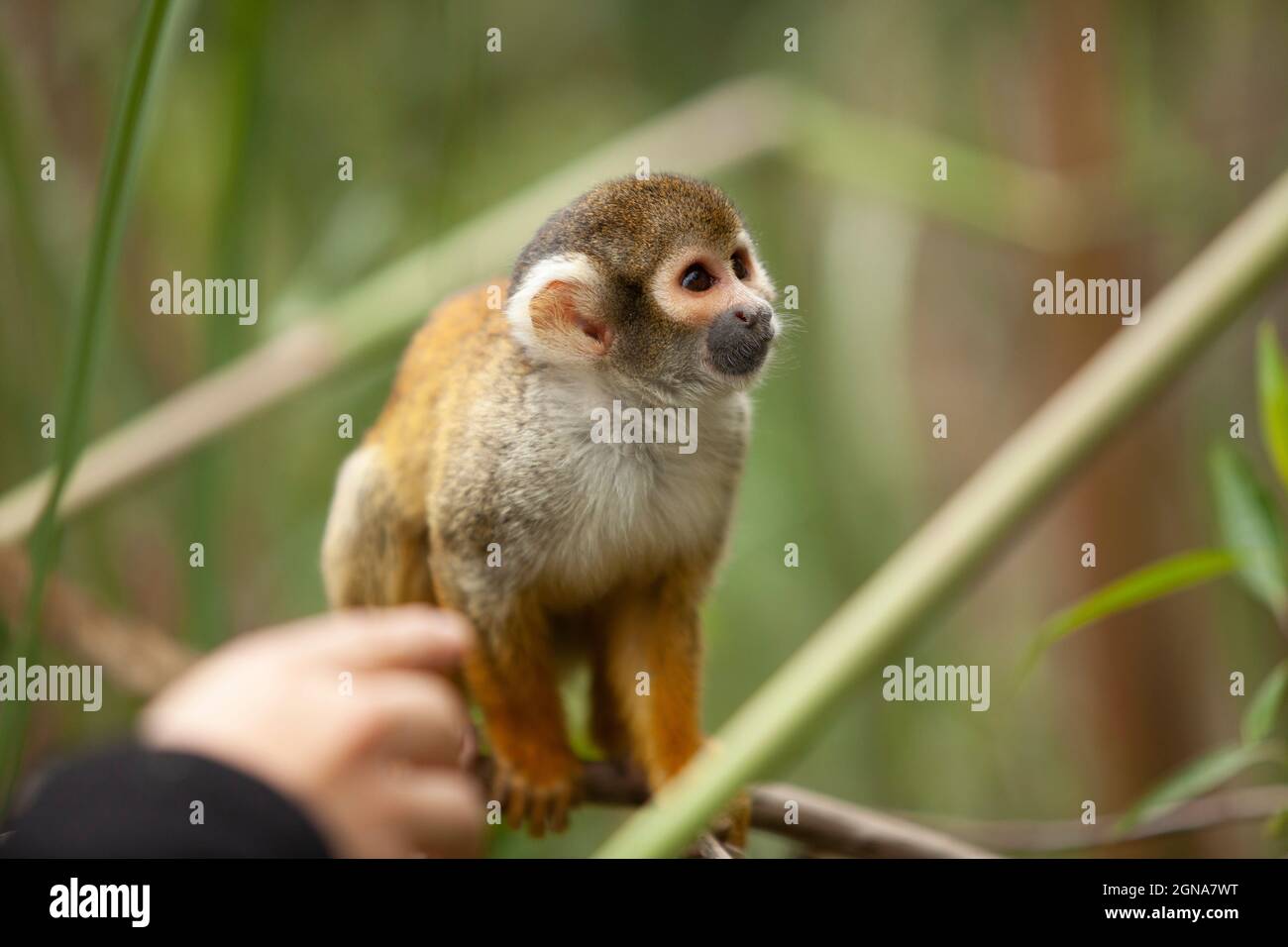 Small monkey hi-res stock photography and images - Alamy