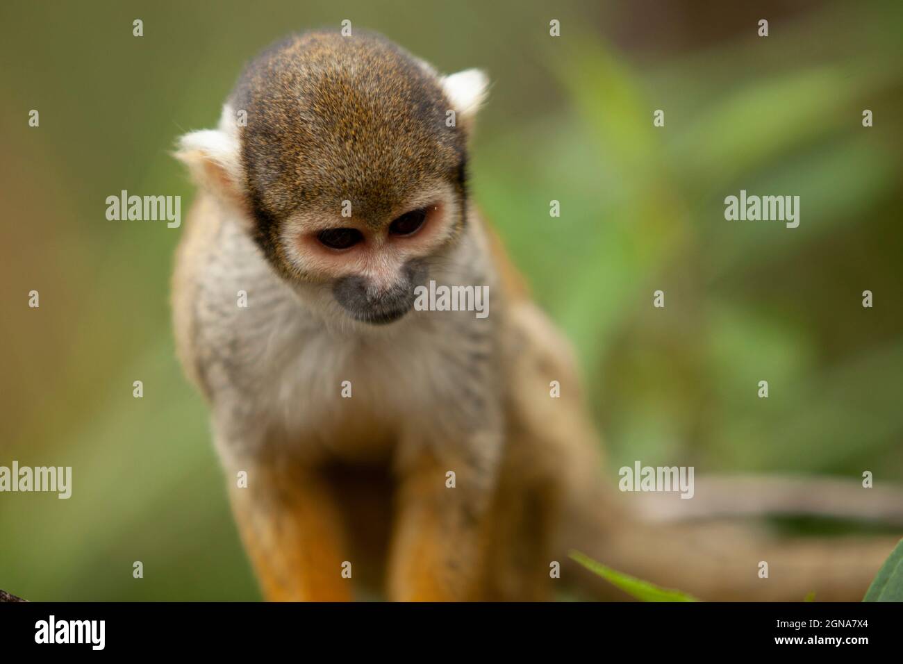 Small monkey hi-res stock photography and images - Alamy