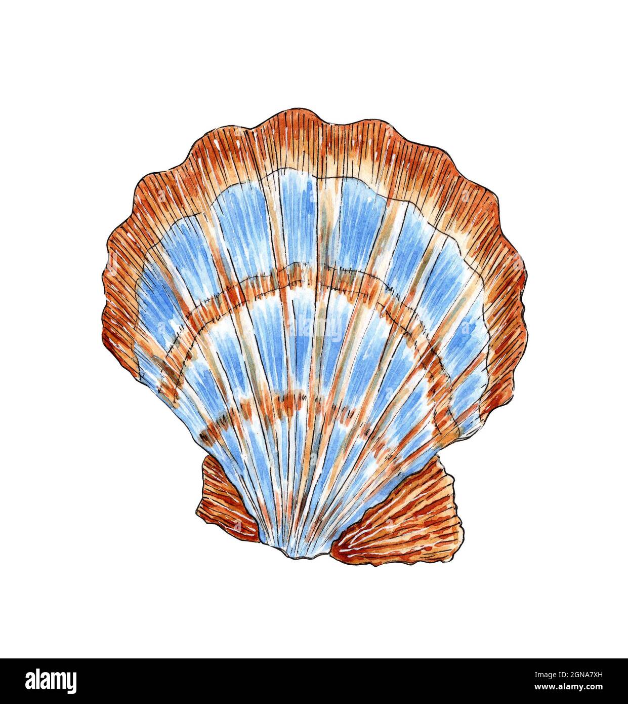 Watercolor illustration of a seashell scallop. Underwater world ...