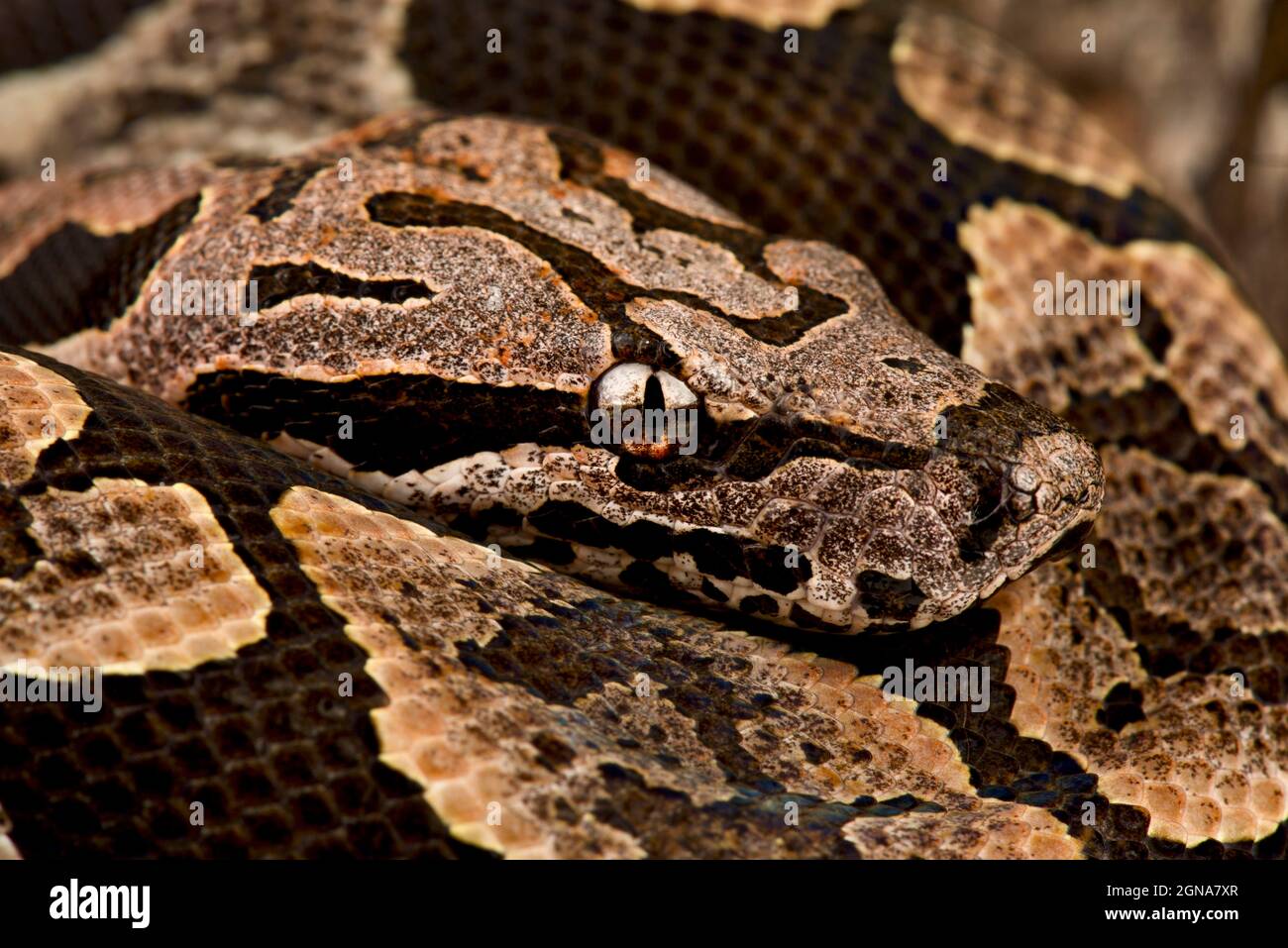 Dumerili hi-res stock photography and images - Alamy