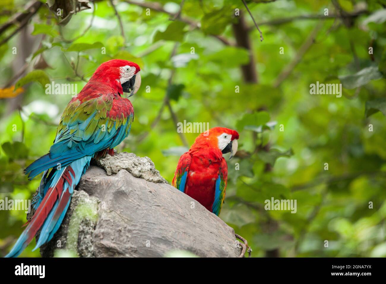 Blue birds jungle exotic hi-res stock photography and images - Alamy