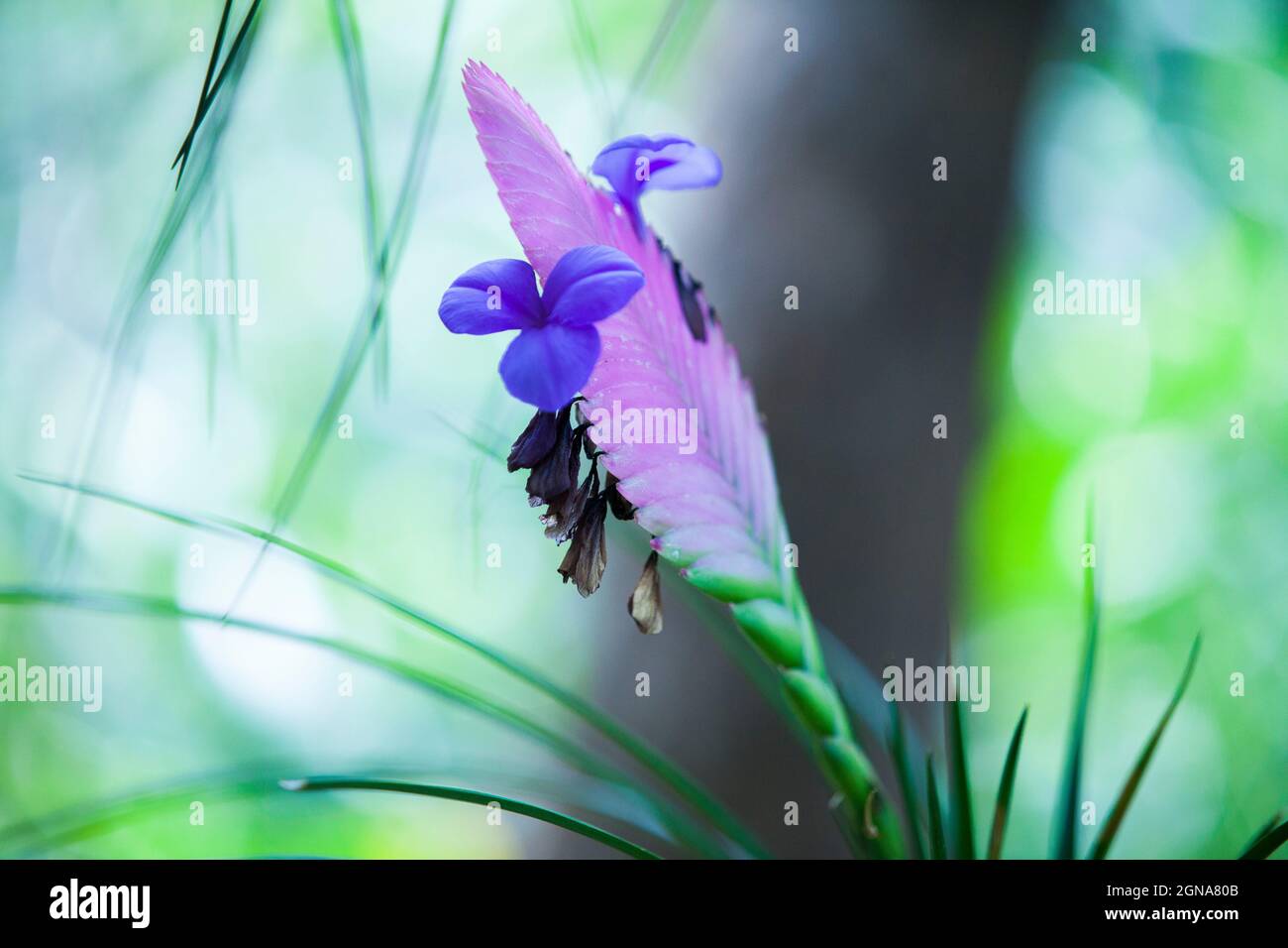 Pink quill plant flower hi-res stock photography and images - Alamy