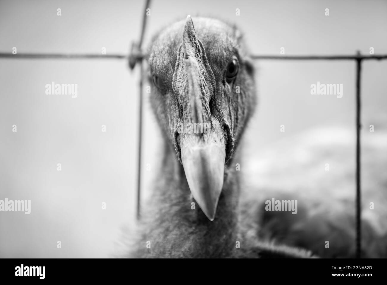 close up Portrait of ecuadorian andean Condor on the ground Stock Photo ...