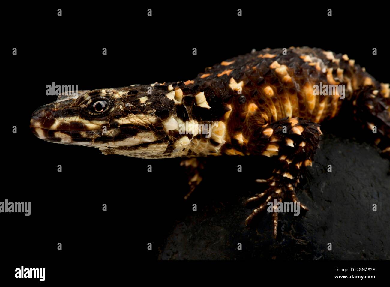 Warren’s Girdled Lizard (Smaug warreni Stock Photo - Alamy