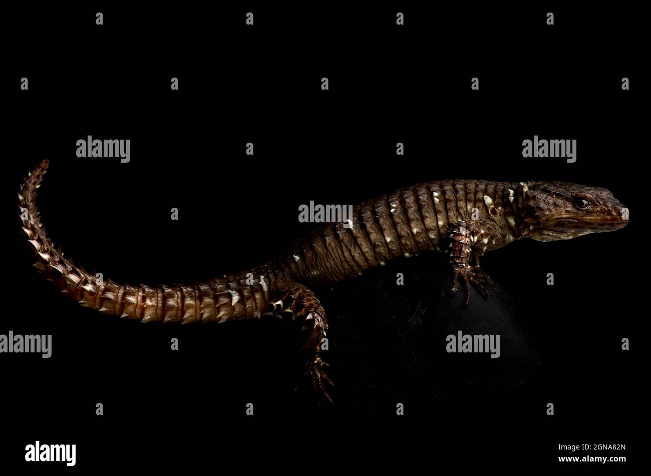 Van dams girdled lizard hi-res stock photography and images - Alamy