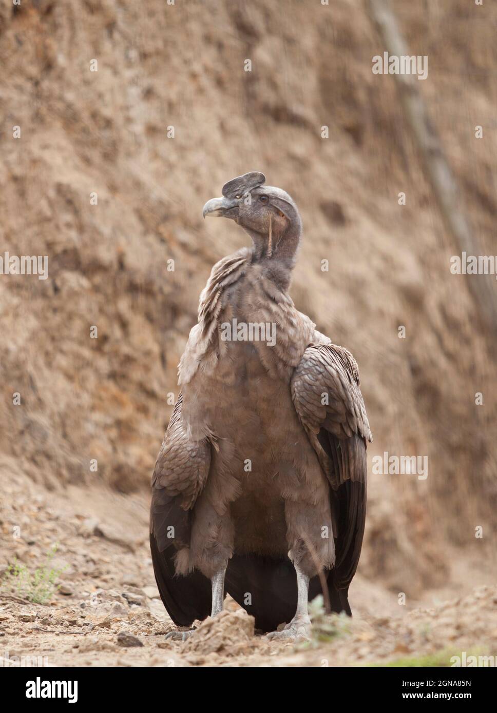 Long Shot Portrait of ecuadorian andean Condor on the ground Stock ...