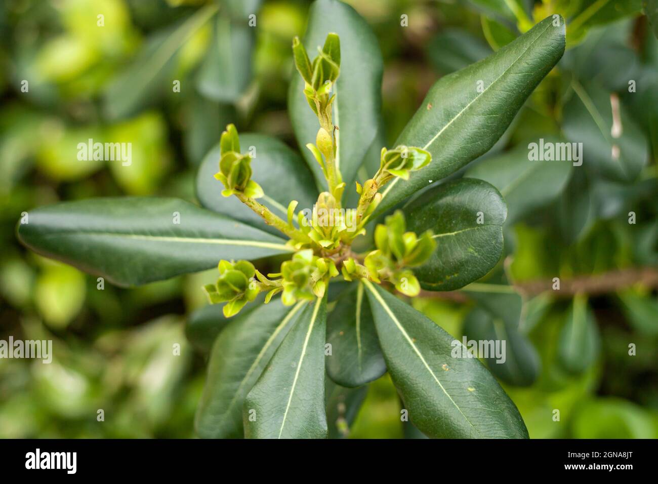 Close up macro Pittosporaceae Tobira plant, berry plant, blossoming ...