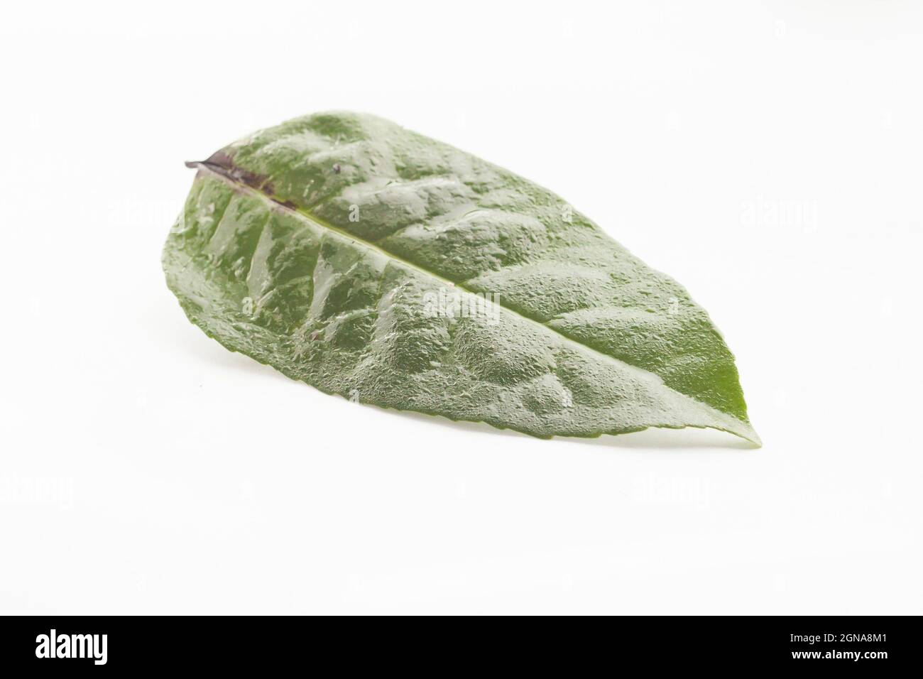 Guayusa tree hi-res stock photography and images - Alamy