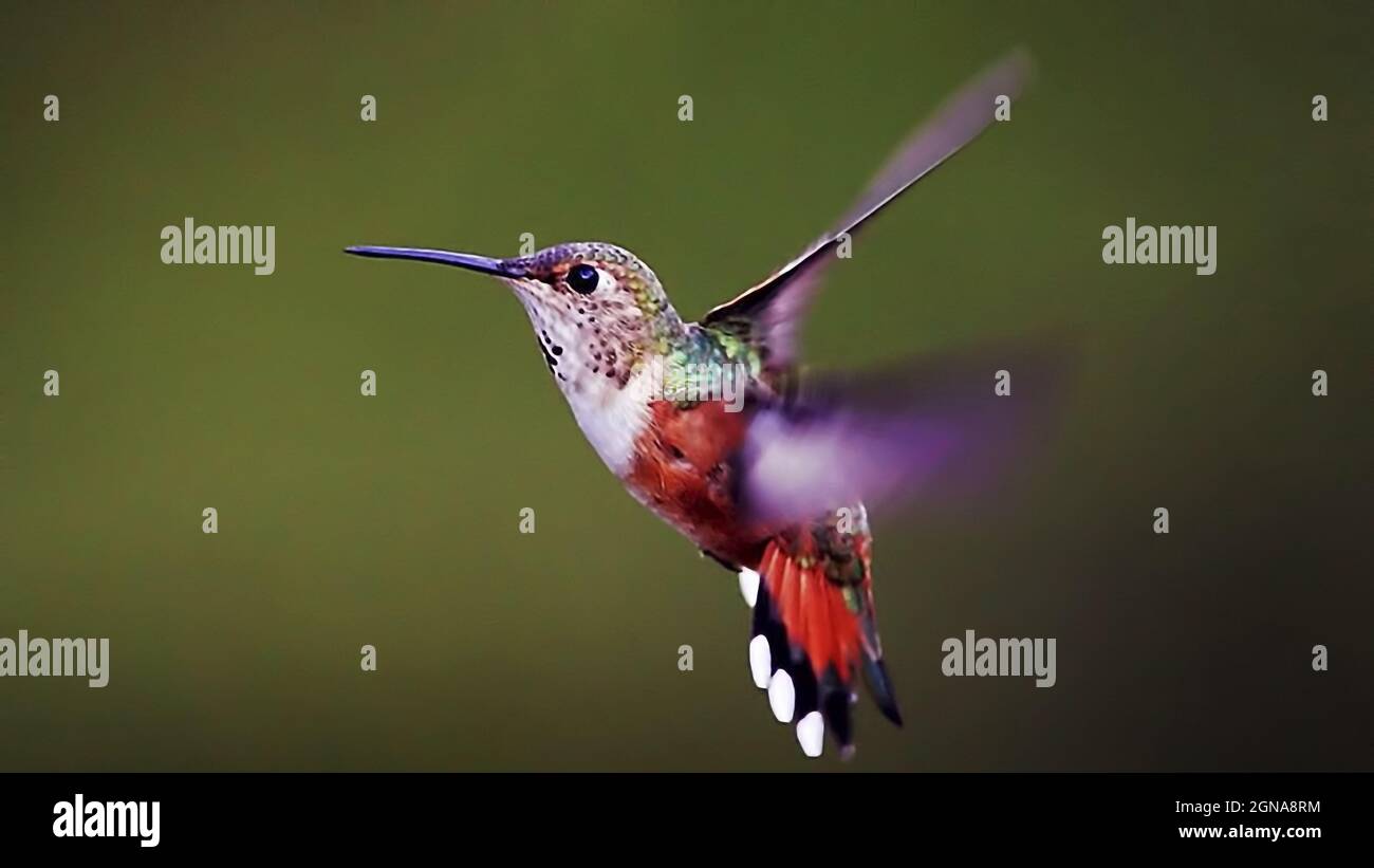 Humming Bird Tree High Resolution Stock Photography and Images - Alamy