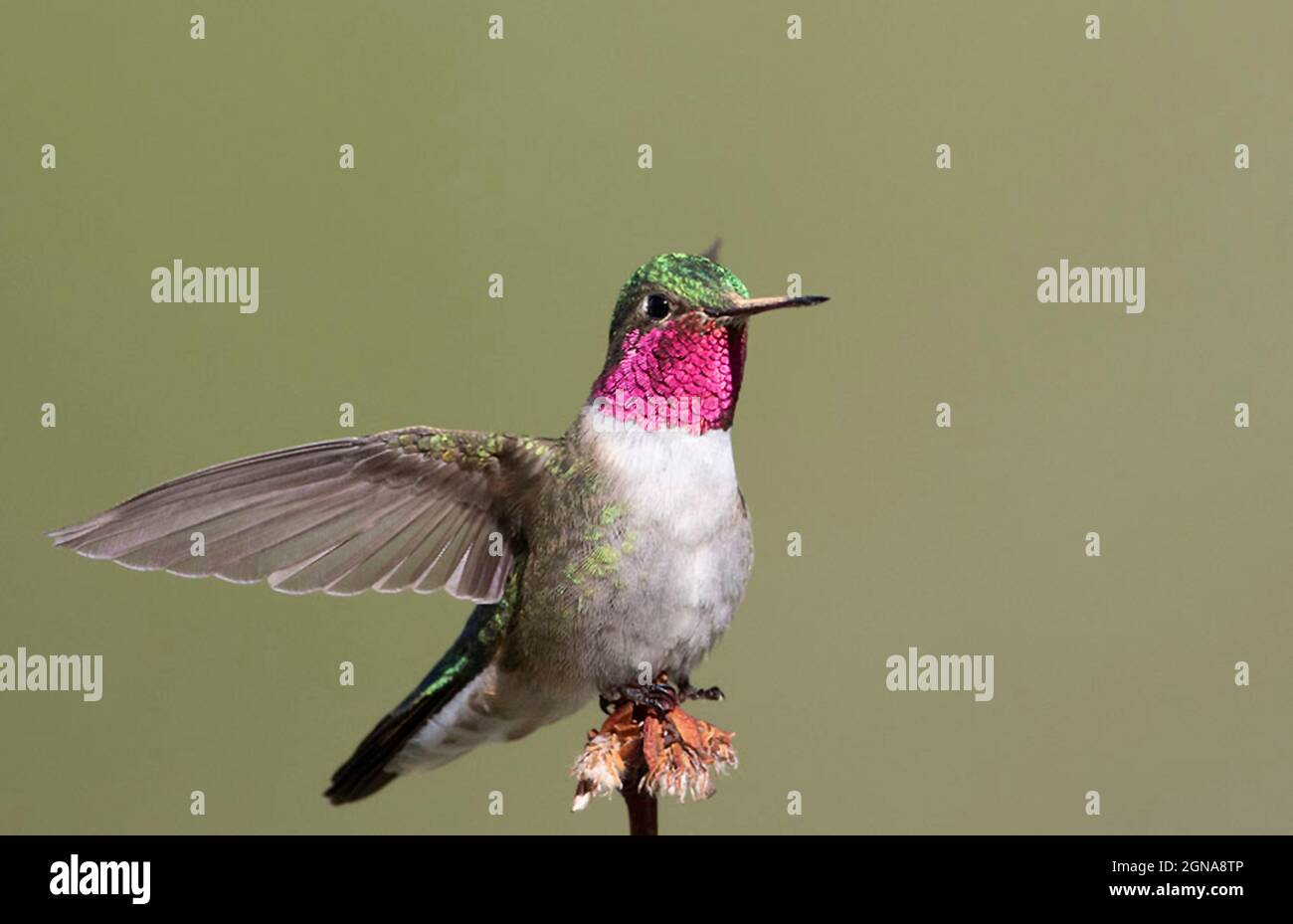 Humming Bird Tree High Resolution Stock Photography and Images - Alamy