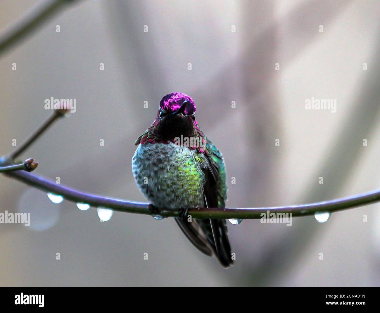 Humming Bird Tree High Resolution Stock Photography and Images - Alamy