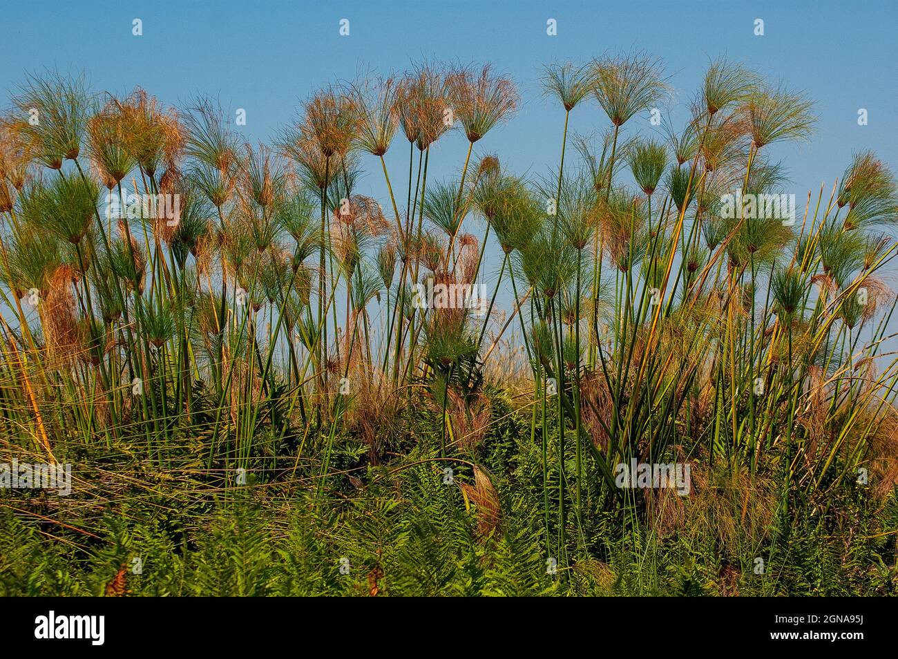 Reeds on the Okavango Delta, Moremi Game Reserve, Botswana Stock Photo ...