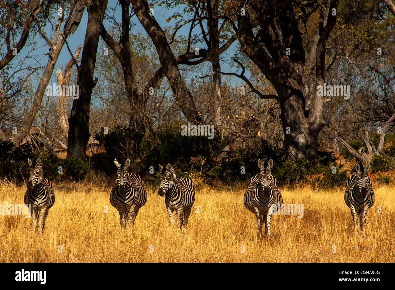 Zebras at Moremi Wildlife Reserve, Botswana Stock Photo - Alamy