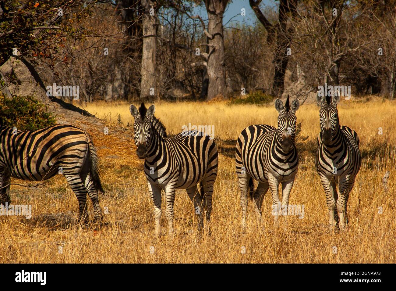 Zebras at Moremi Wildlife Reserve, Botswana Stock Photo - Alamy