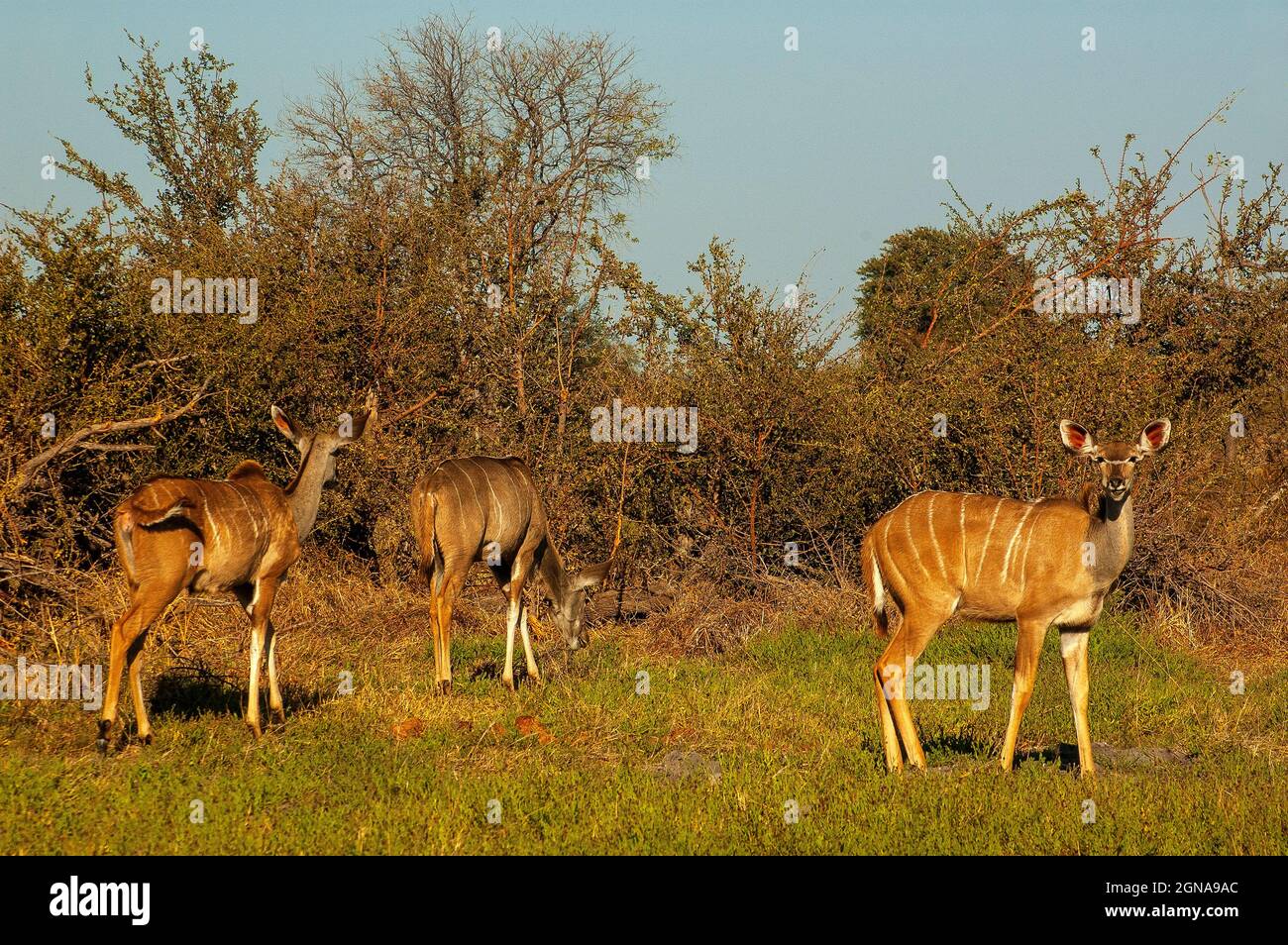 Female kudu antelope at Moremi Wildlife Reserve, Botswana Stock Photo ...