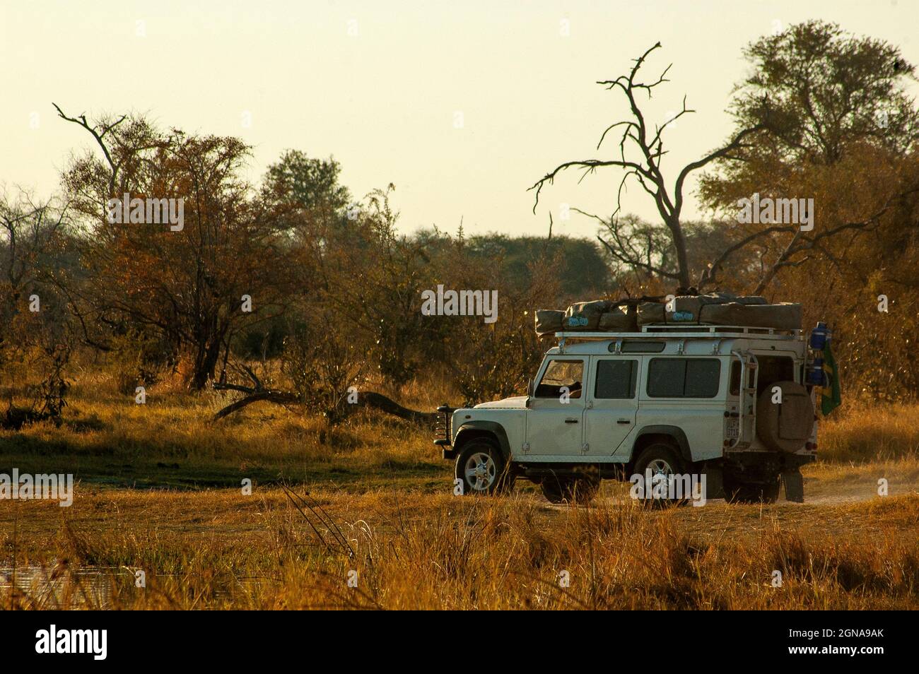 Land Rover Defender 110 safari car crossing the african bush at Chobe ...