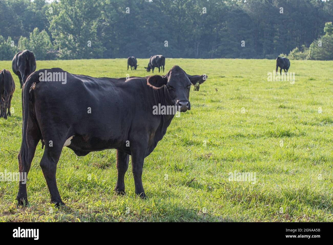Black Angus crossbred cow looking back at camera with herdmates in the ...