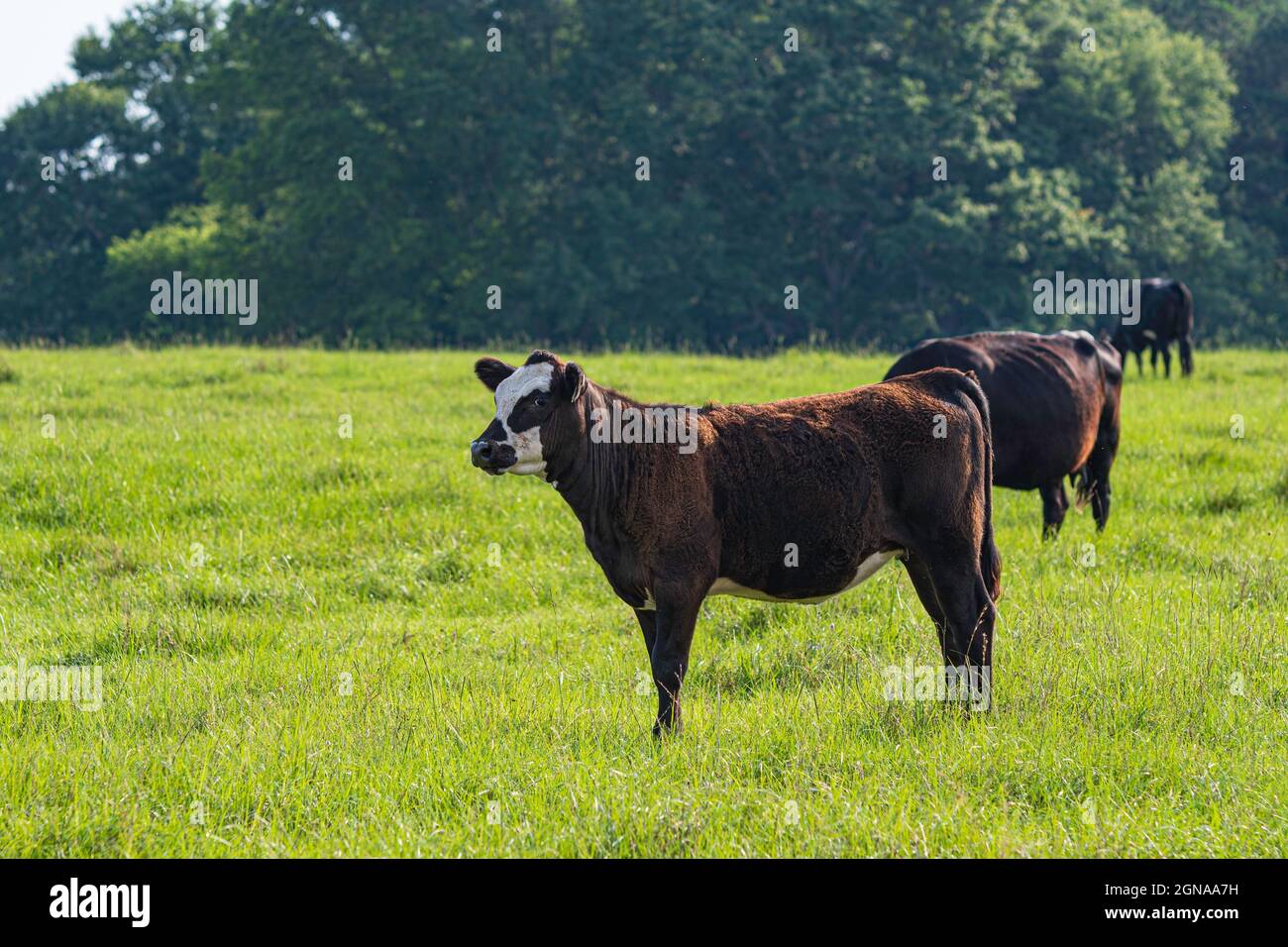 Copper deficiency hi-res stock photography and images - Alamy