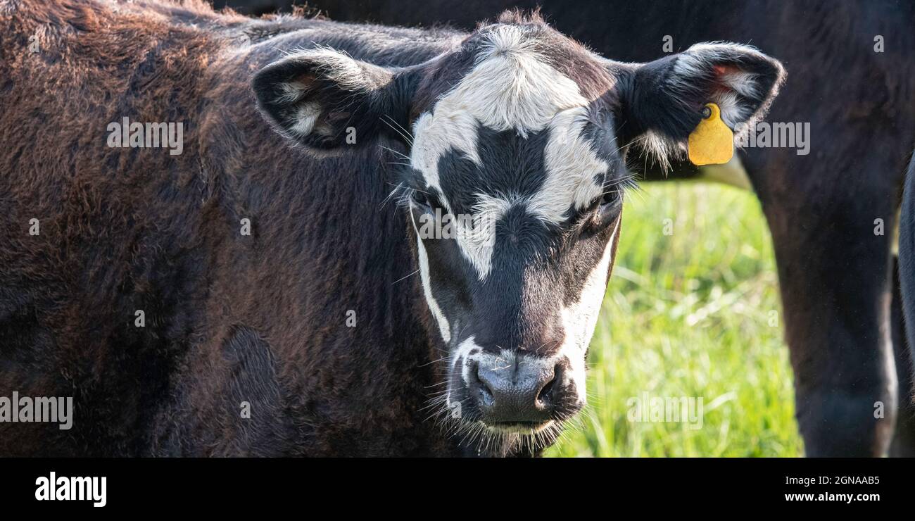 Close up banner image of a crossbred Angus heifer with rough ...