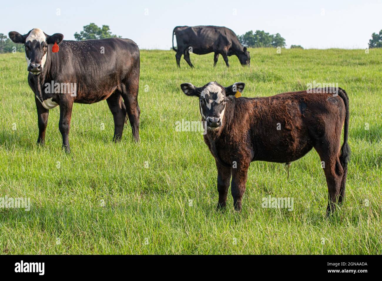 Black baldy steer calf in foreground with heifer and cow in the ...
