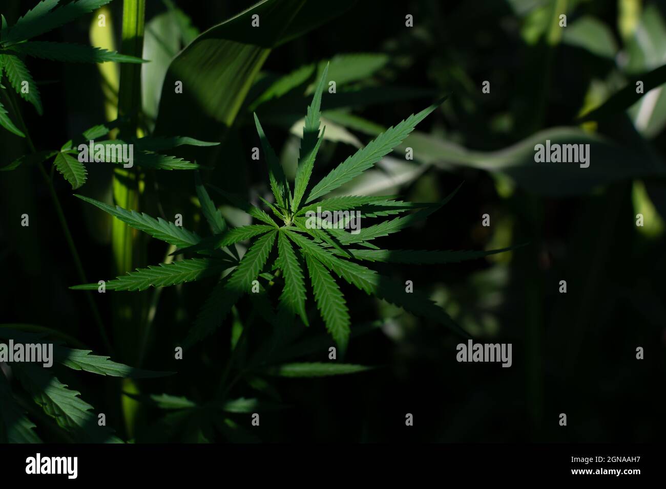 Sprouted green leaves of wild hemp in a corn field Stock Photo - Alamy
