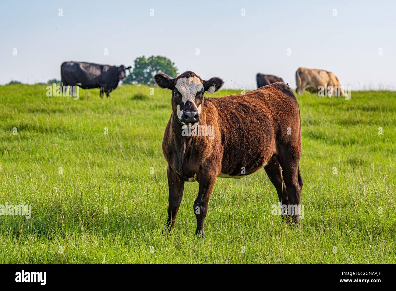 Mature cows hi-res stock photography and images - Alamy