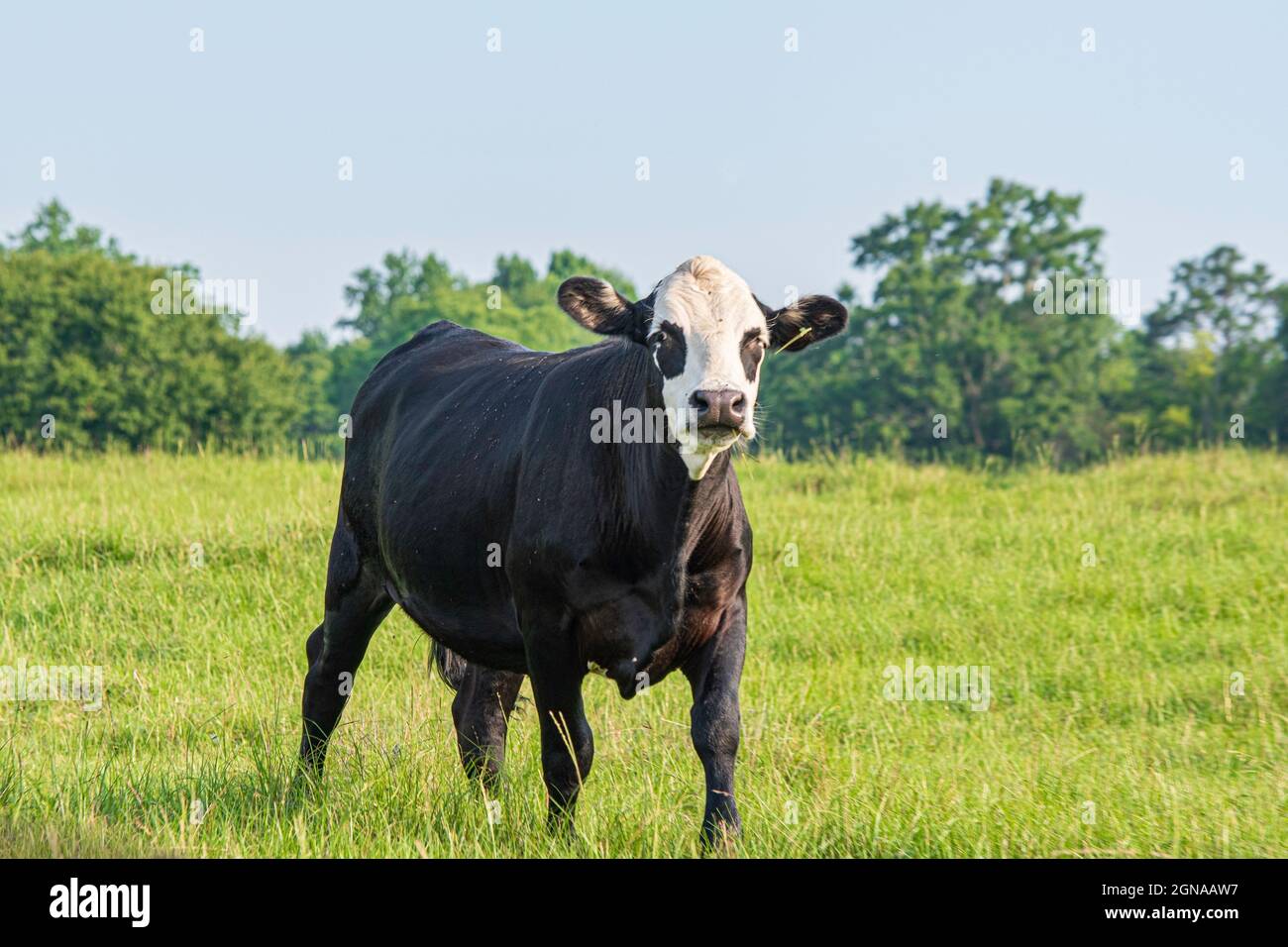 Lone black baldy cow walking toward the camera in a lush, green summer ...