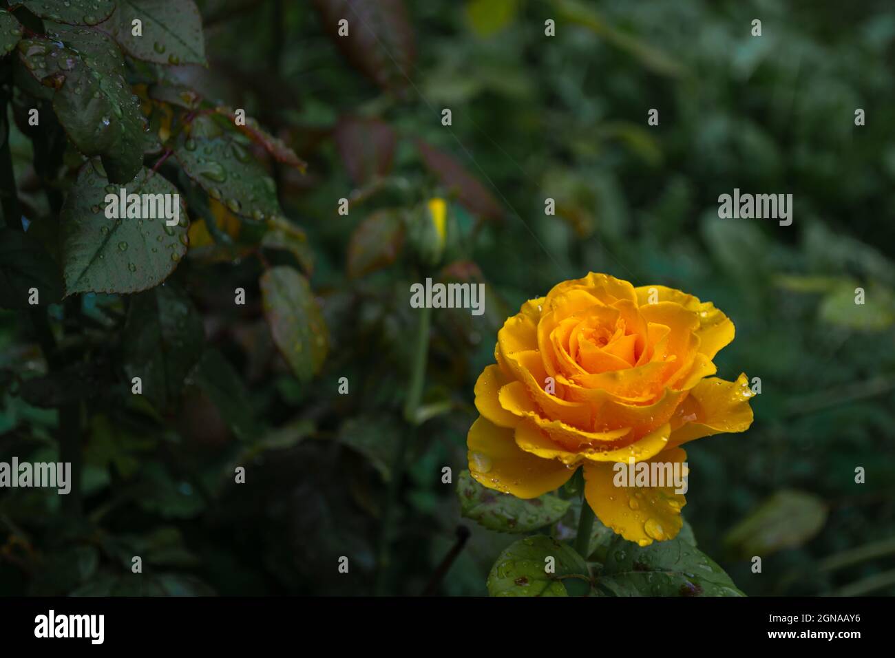 The yellow rose in the evening garden is covered with drops from the ...