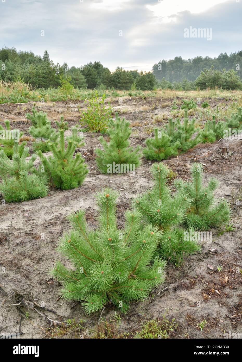 Planting of young pines.Over time, there will be a pine forest Stock ...