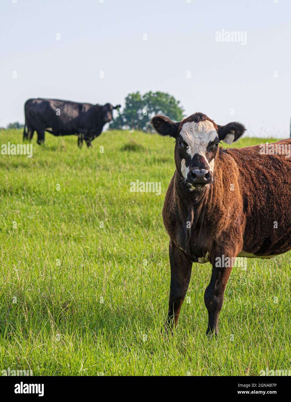 Mature cow hi-res stock photography and images - Alamy