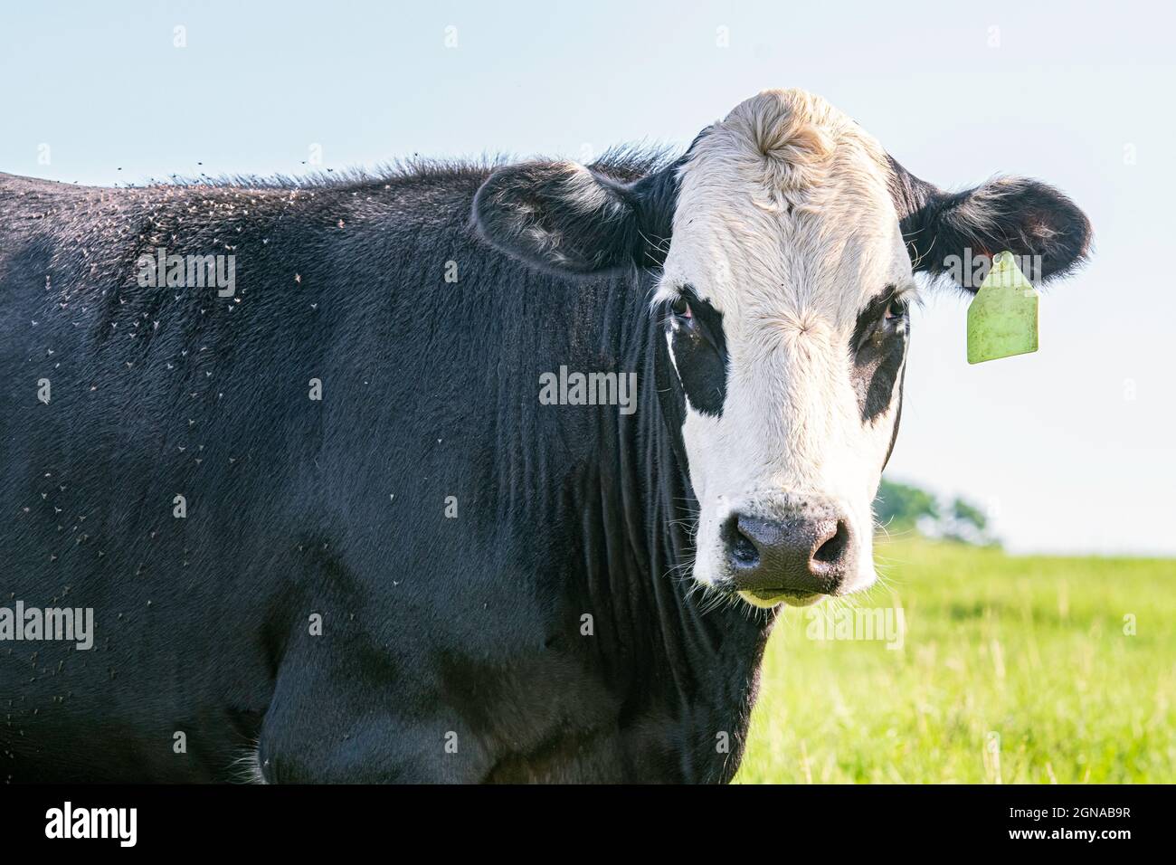 Close up of a mature black baldy Angus crossbred beef cow looking at ...